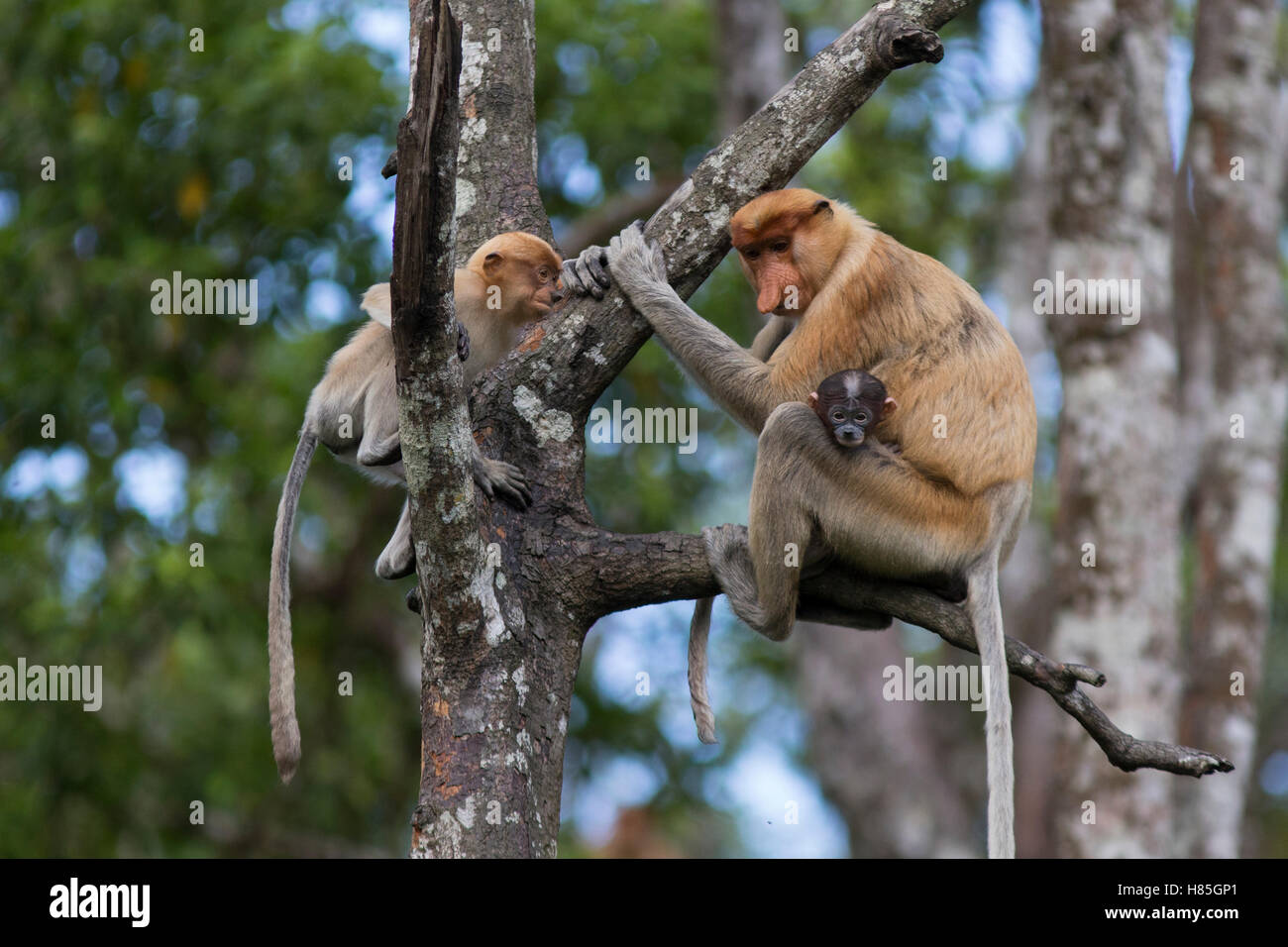 Proboscis Monkey (Nasalis larvatus) mother with baby and juvenile ...