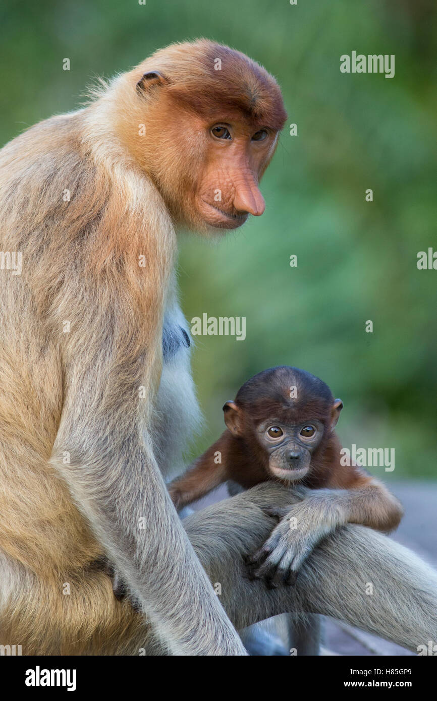 Proboscis Monkey (Nasalis larvatus) mother and baby, Sabah, Borneo ...