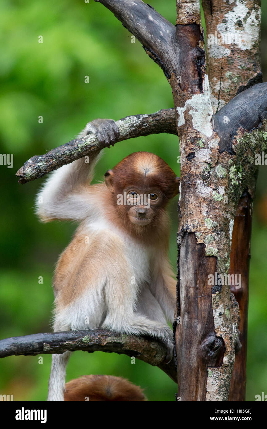 Proboscis Monkey (Nasalis larvatus) three month old baby in tree, Sabah ...