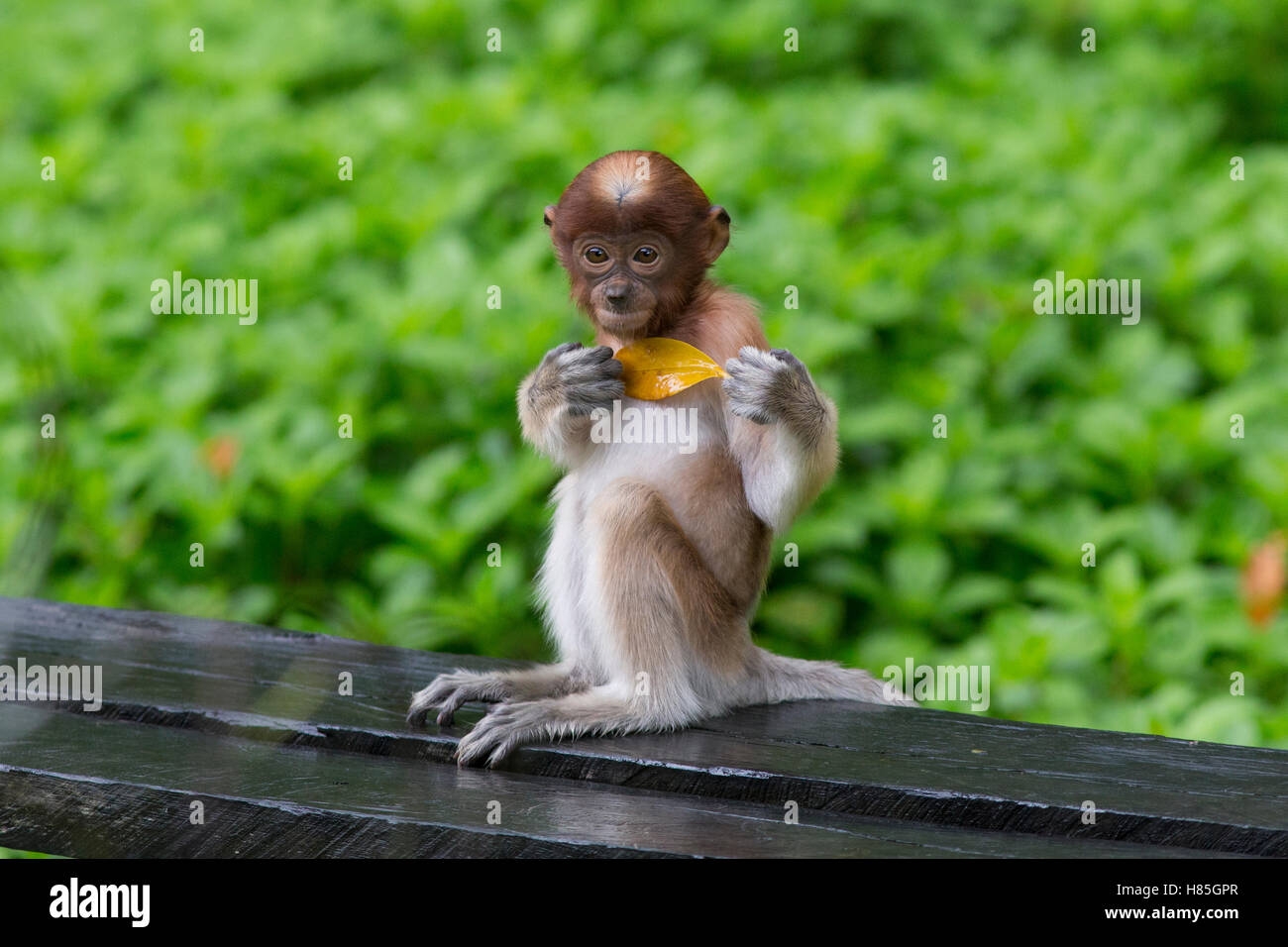 Proboscis Monkey (Nasalis larvatus) three month old baby holding leaf ...