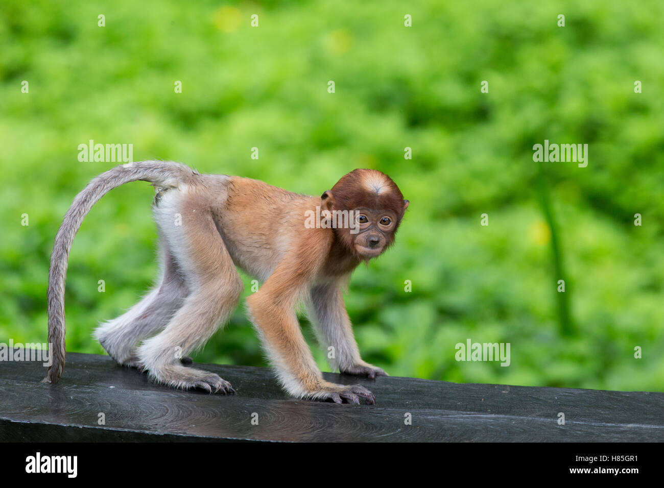 Proboscis Monkey (Nasalis larvatus) three month old baby, Sabah, Borneo ...