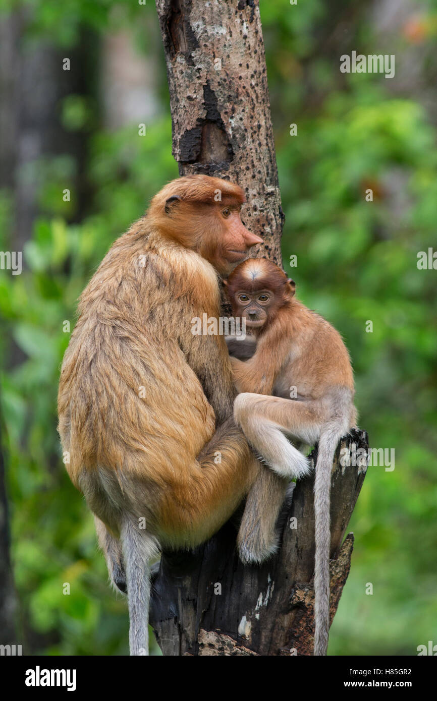 Proboscis Monkey (Nasalis larvatus) mother and three month old baby ...