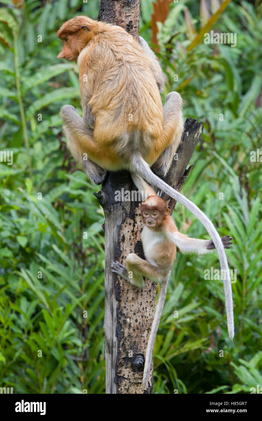 Proboscis Monkey (Nasalis larvatus) mother and three month old baby ...