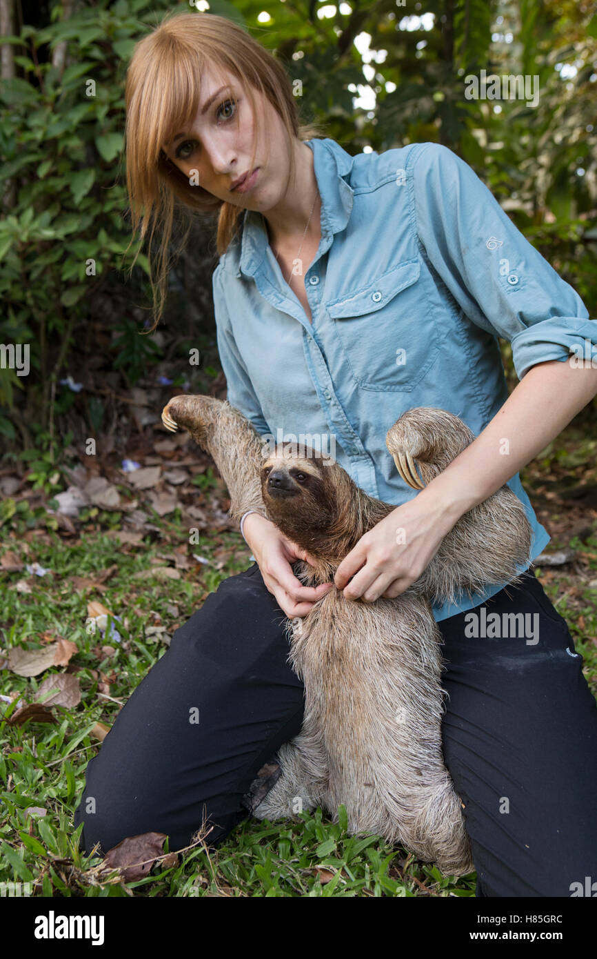 Brown-throated Three-toed Sloth (Bradypus variegatus) biologist ...