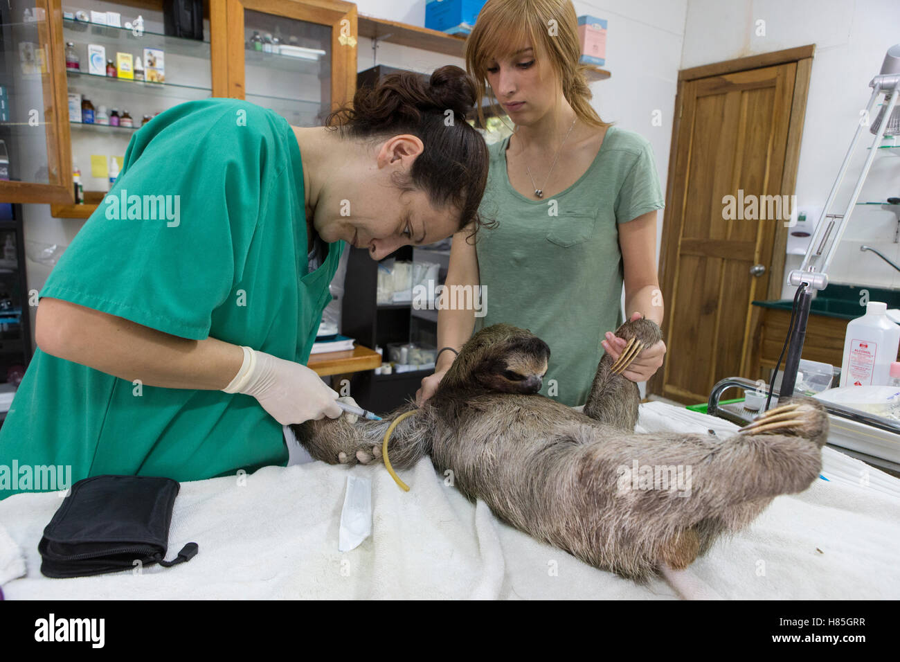 Brown-throated Three-toed Sloth (Bradypus variegatus) biologist ...
