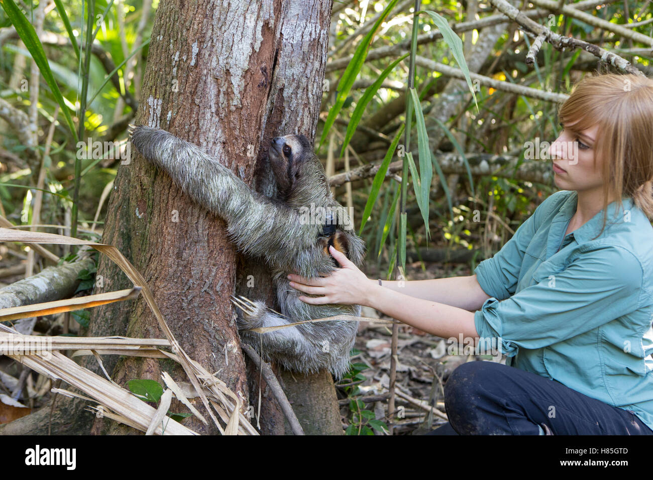Brown-throated Three-toed Sloth (Bradypus variegatus) biologist ...