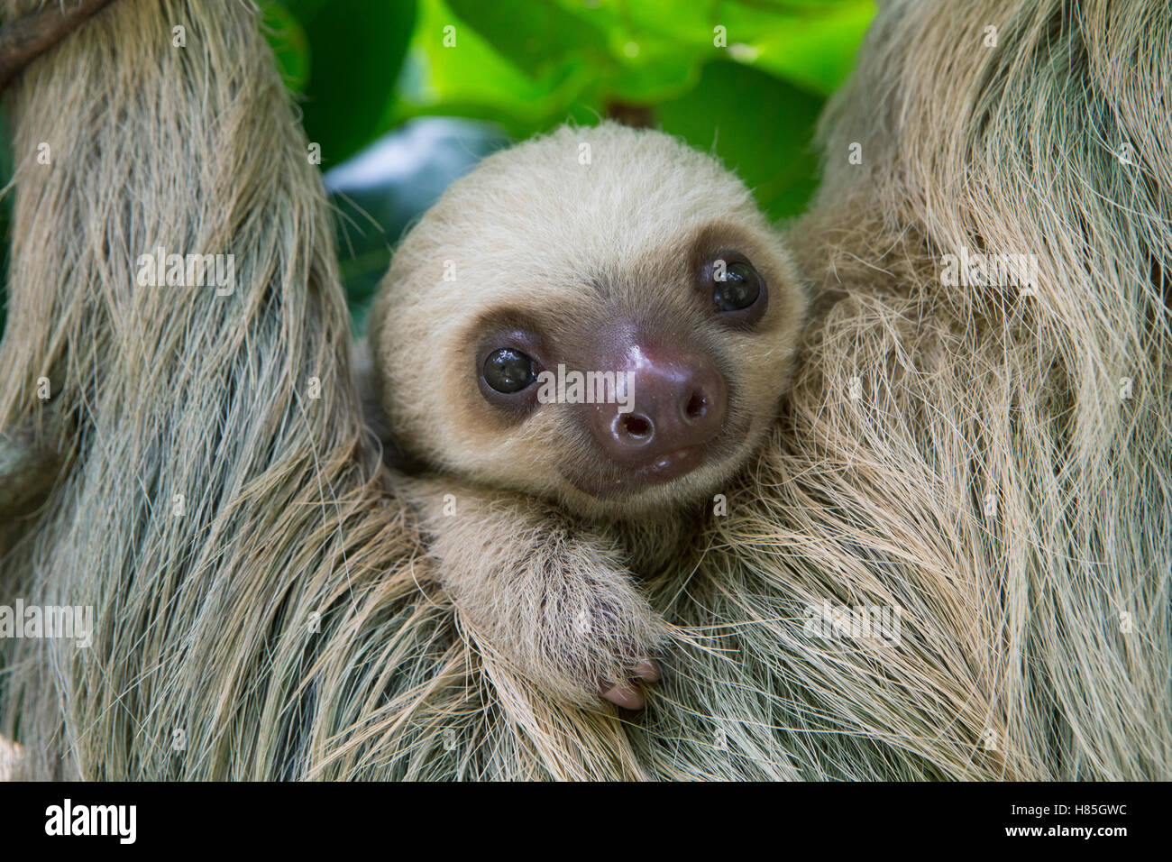 Hoffmann's Two-toed Sloth (Choloepus hoffmanni) two month old baby ...