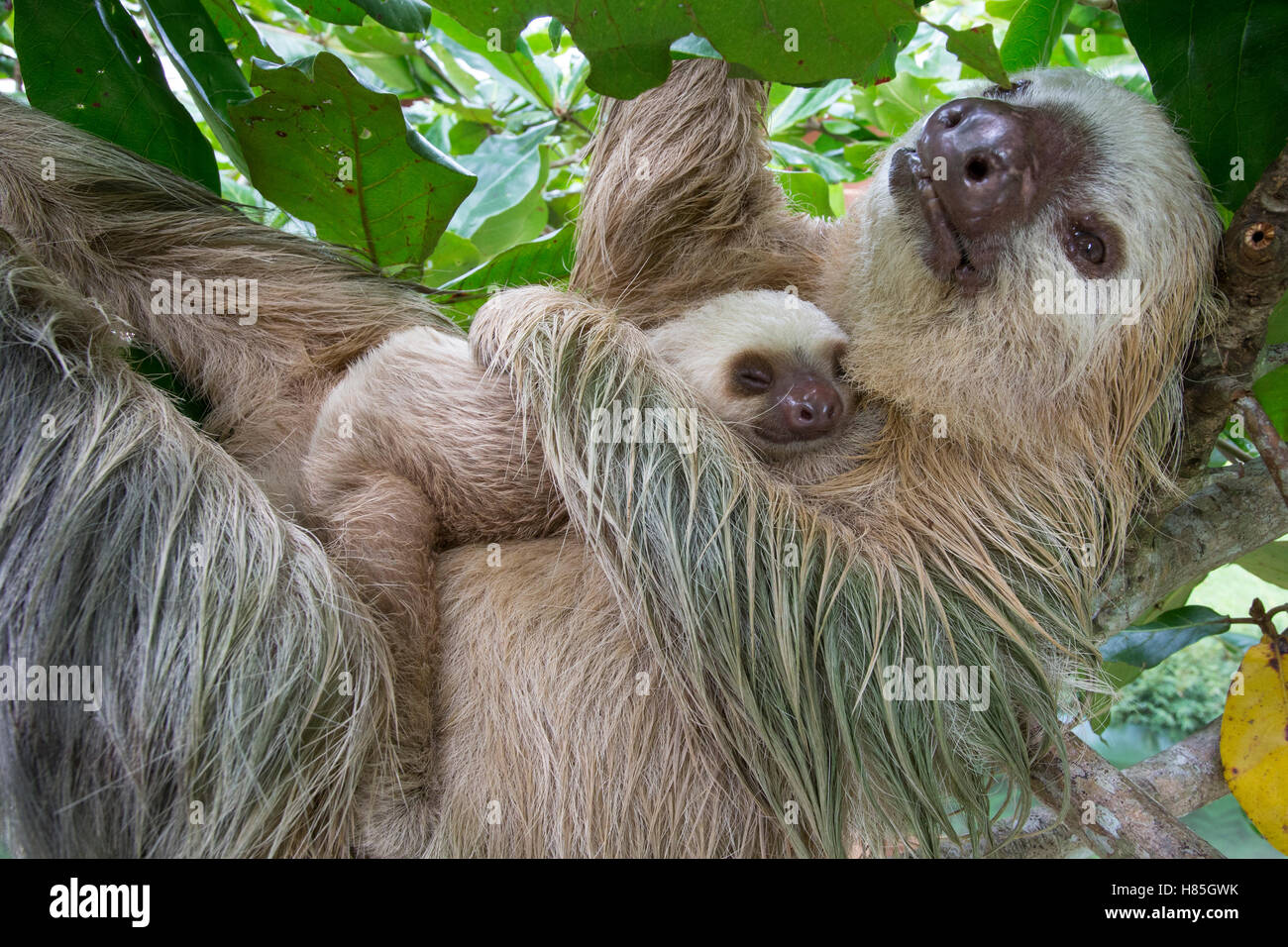 Hoffmann's Two-toed Sloth (Choloepus hoffmanni) mother and two month old baby, Aviarios Sloth ...