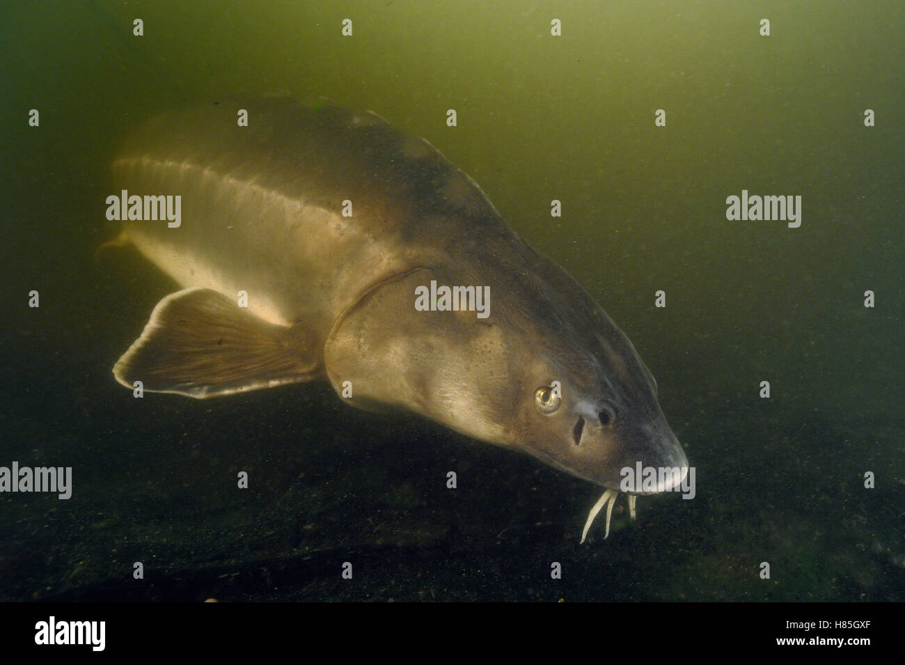 Diamond Sturgeon (Acipenser gueldenstaedtii), Vijver, Netherlands Stock ...