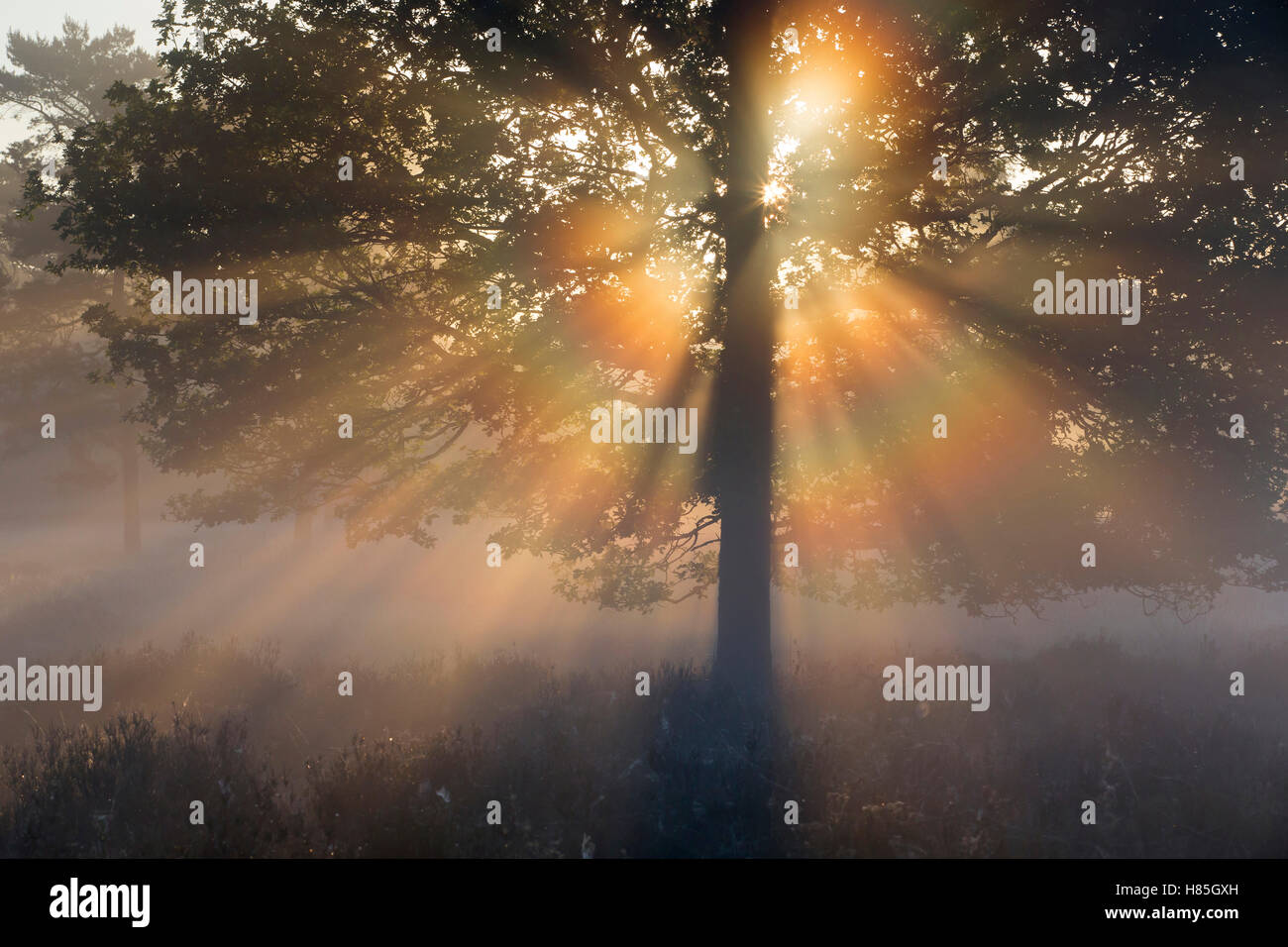 Backlit tree, Netherlands Stock Photo - Alamy