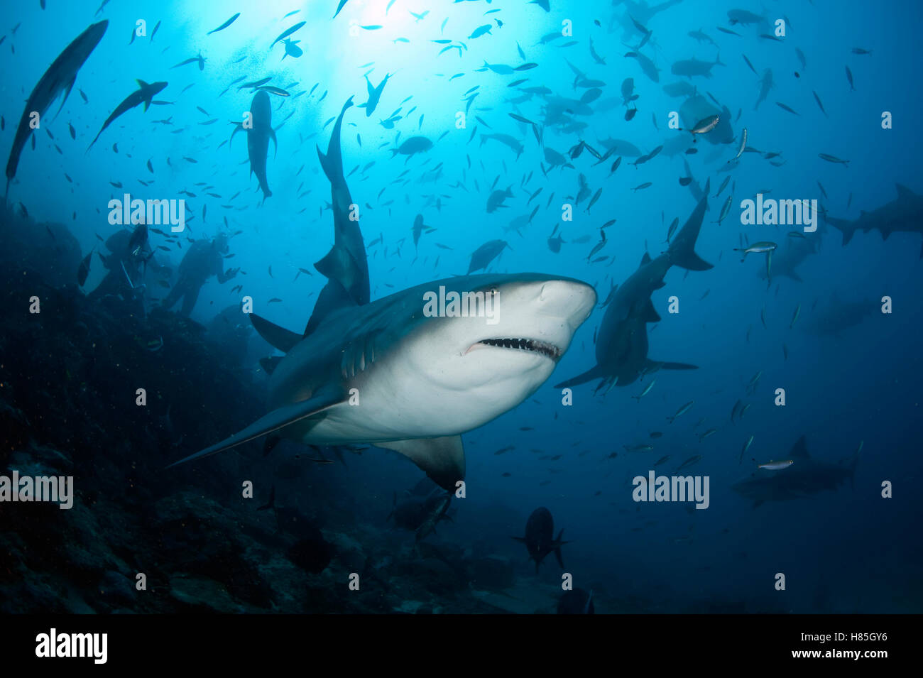 Bull Shark (Carcharhinus leucas) group at coral reef, Fiji Stock Photo ...
