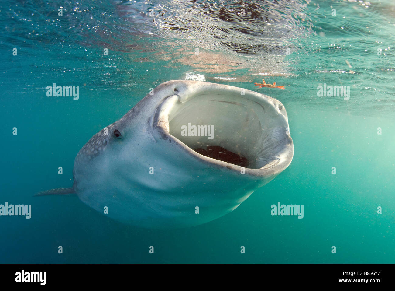 Whale Shark (Rhincodon typus) filter feeding, Gulf of Tadjoura, Indian ...