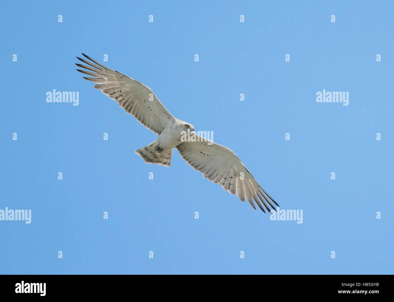 Short-toed Snake-Eagle (Circaetus gallicus) flying, Netherlands Stock ...