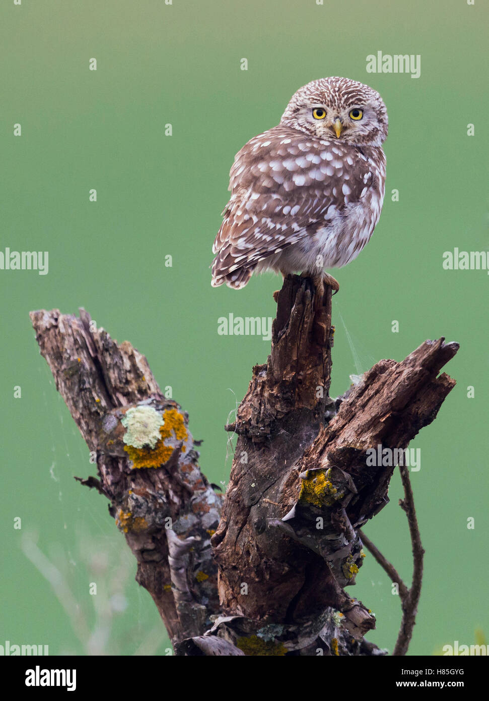 Little Owl (Athene noctua)looking over its shoulder, Netherlands Stock ...