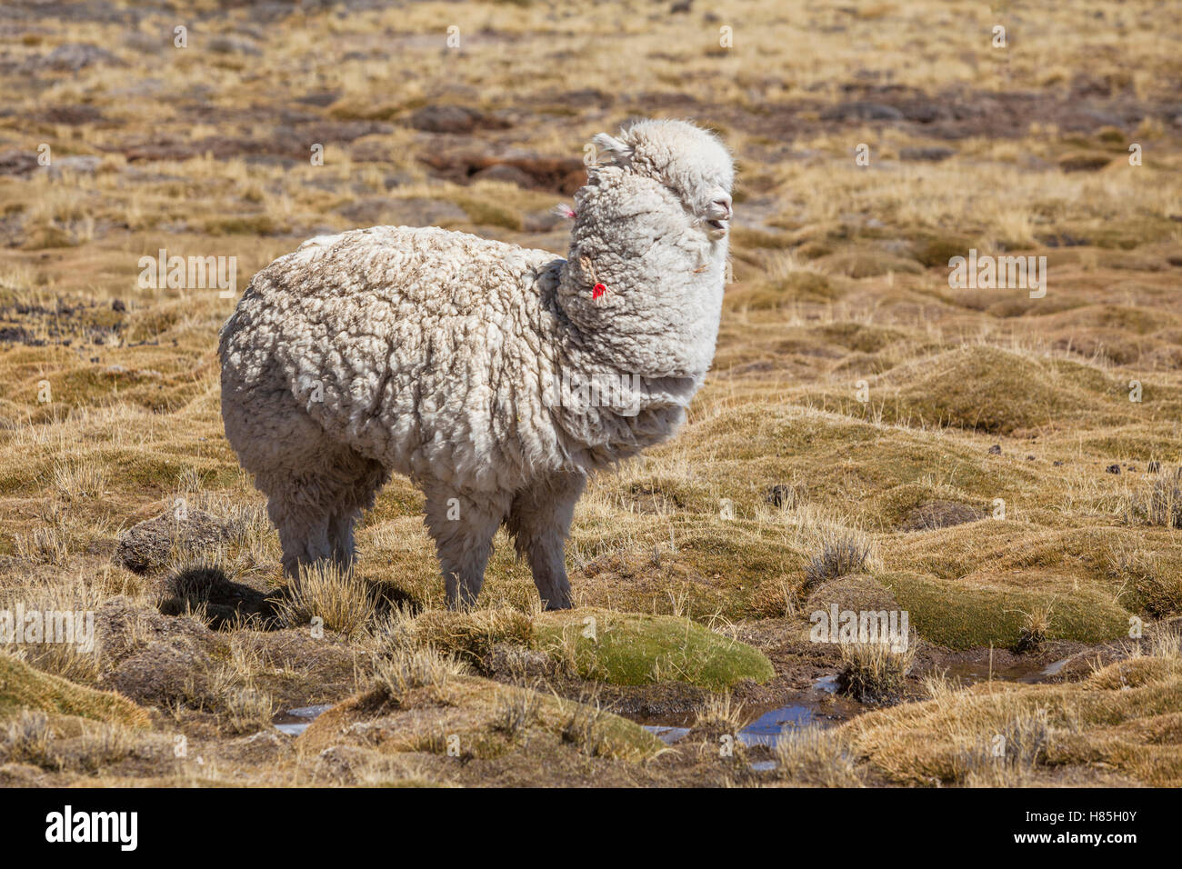 Alpaca (Lama pacos), Lauca National Park, Chile Stock Photo - Alamy