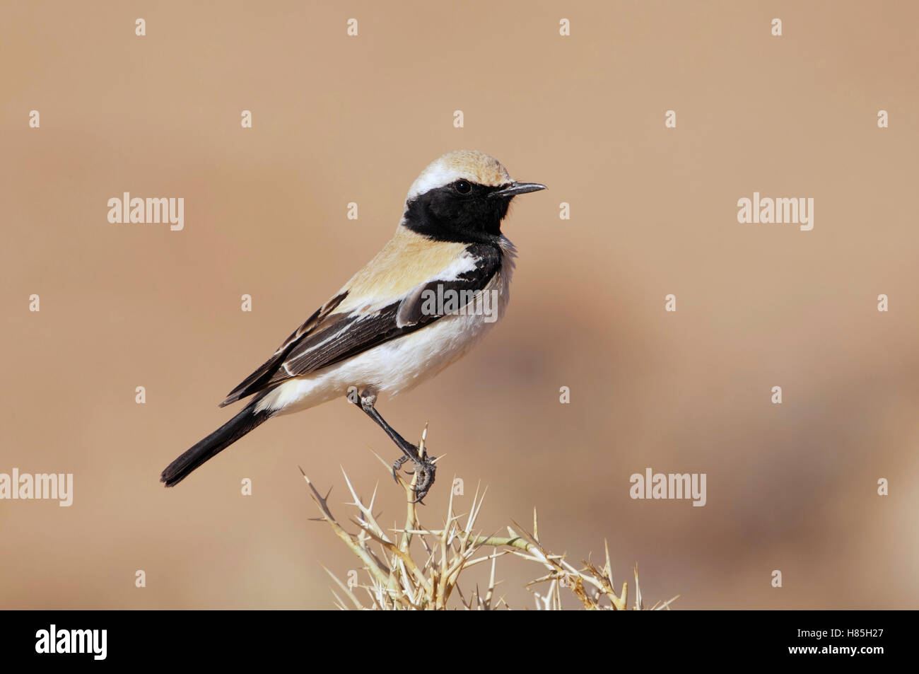 Desert Wheatear (Oenanthe deserti) male, Morocco Stock Photo - Alamy