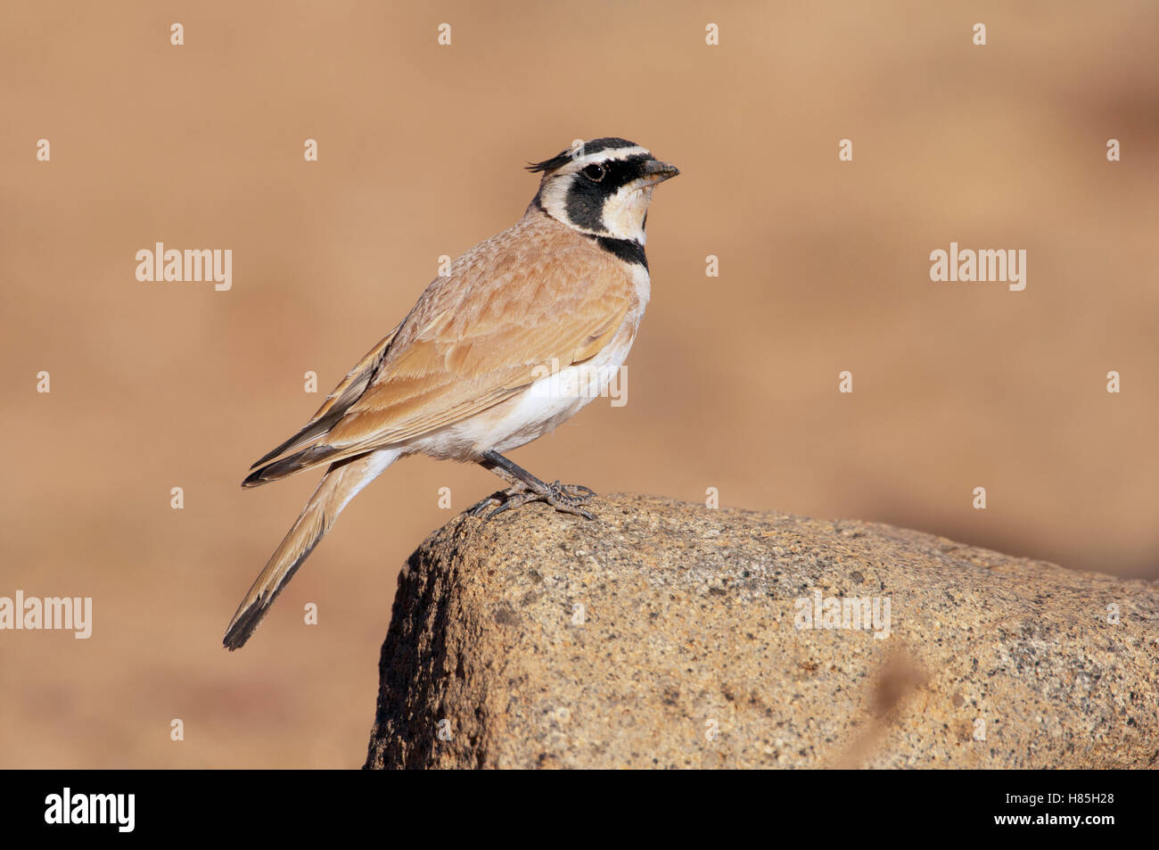 Temminck's Lark (Eremophila bilopha), Morocco Stock Photo - Alamy