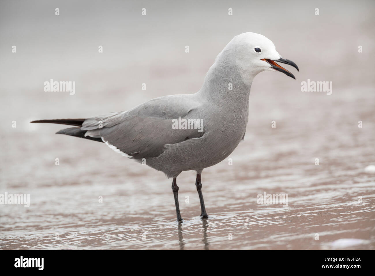 Grey Gull (Leucophaeus modestus) calling, Chile Stock Photo - Alamy