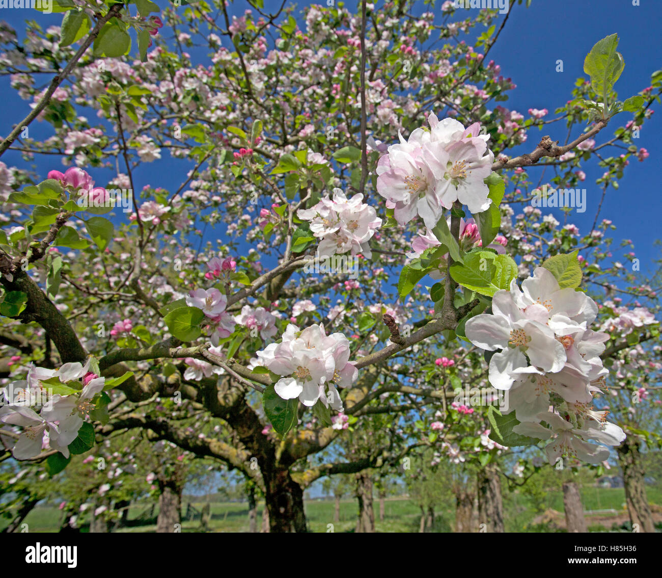 Cultivated Apple (Malus domestica) tree blooming, Netherlands Stock ...