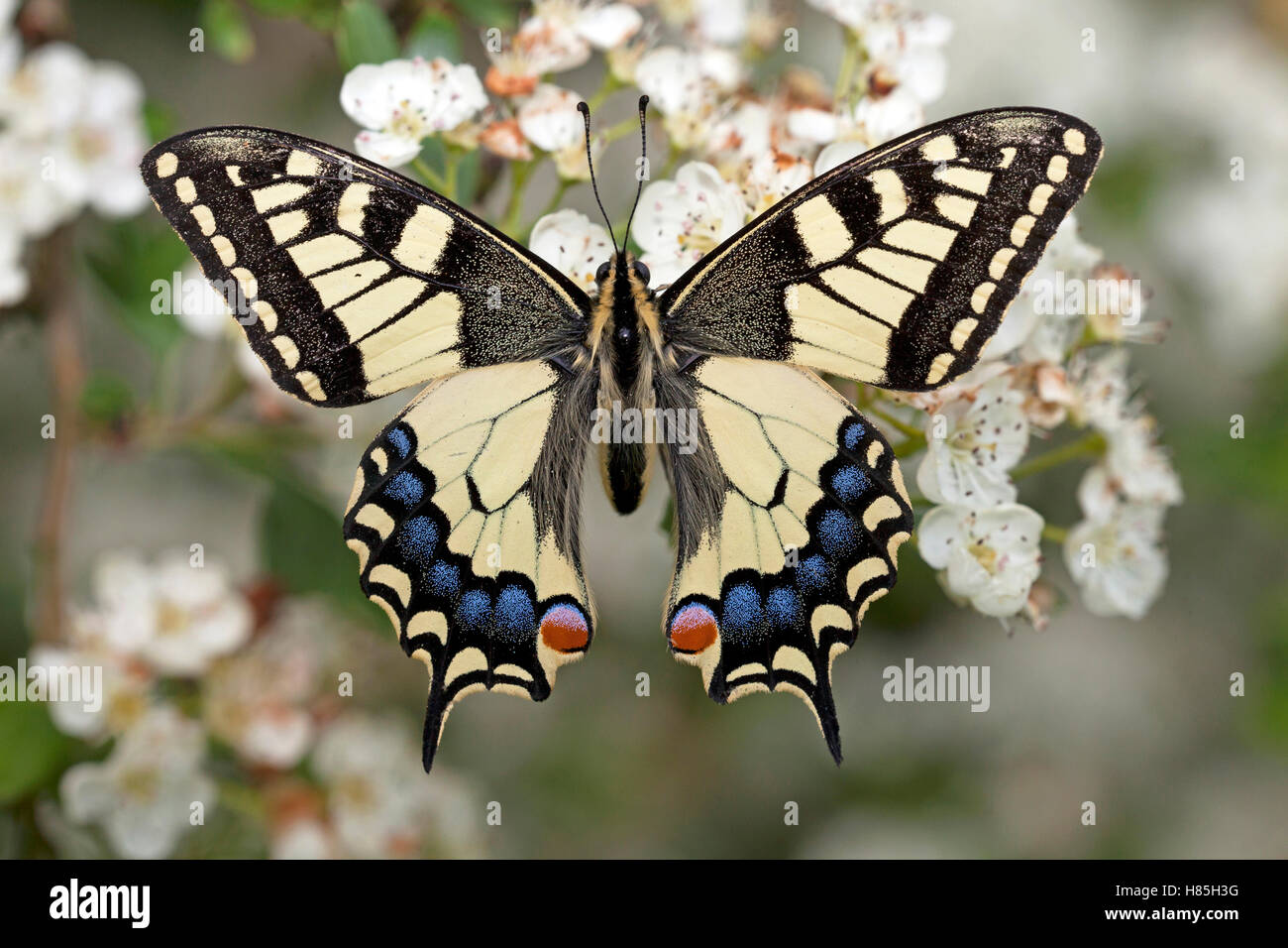 Oldworld Swallowtail (Papilio machaon) butterfly, France Stock Photo ...