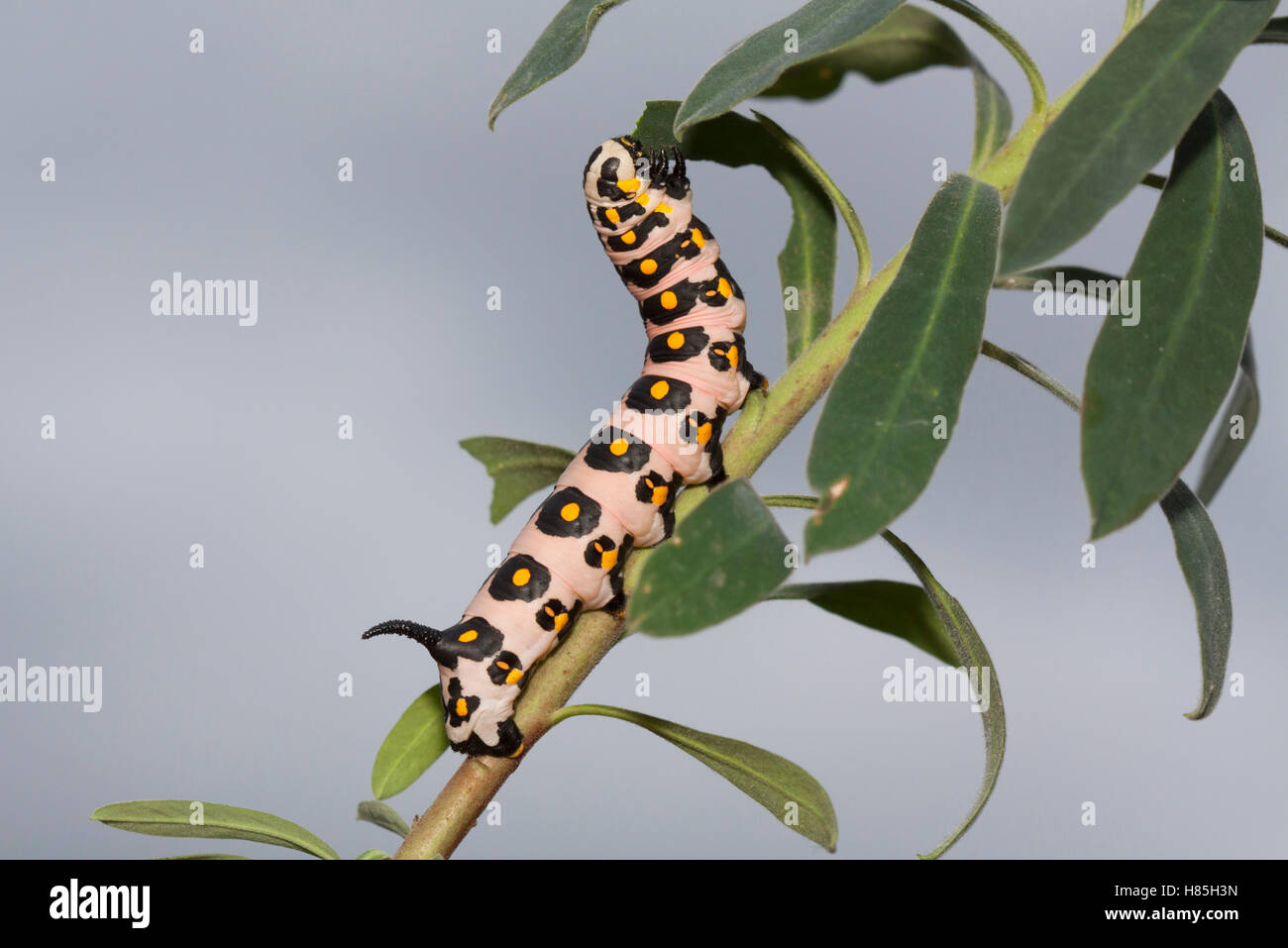 Mediterranean Hawk-moth (Hyles nicaea) caterpillar feeding on plant ...