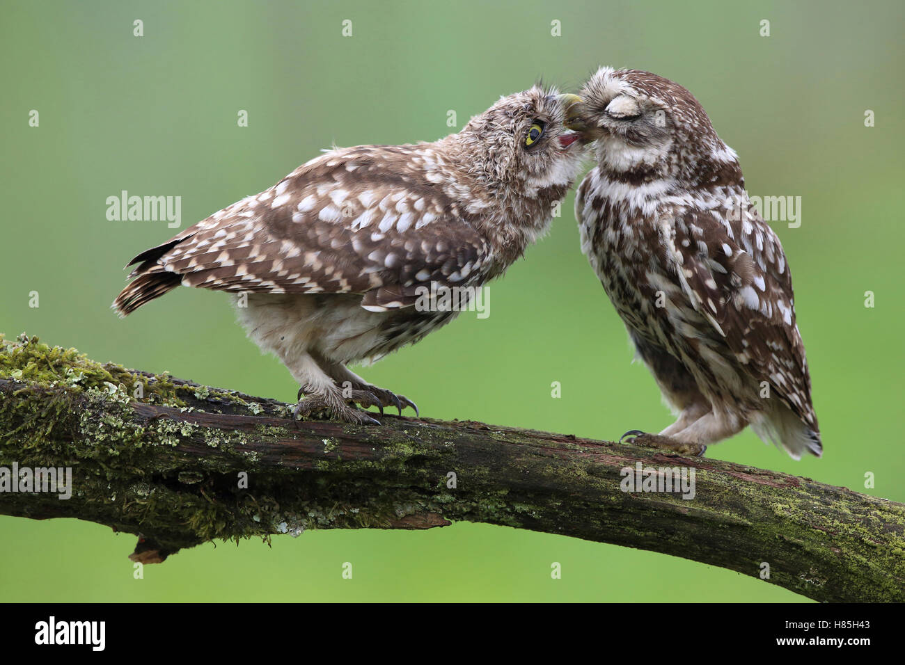 Little Owl (Athene noctua) chick begging for food from parent, Belgium ...