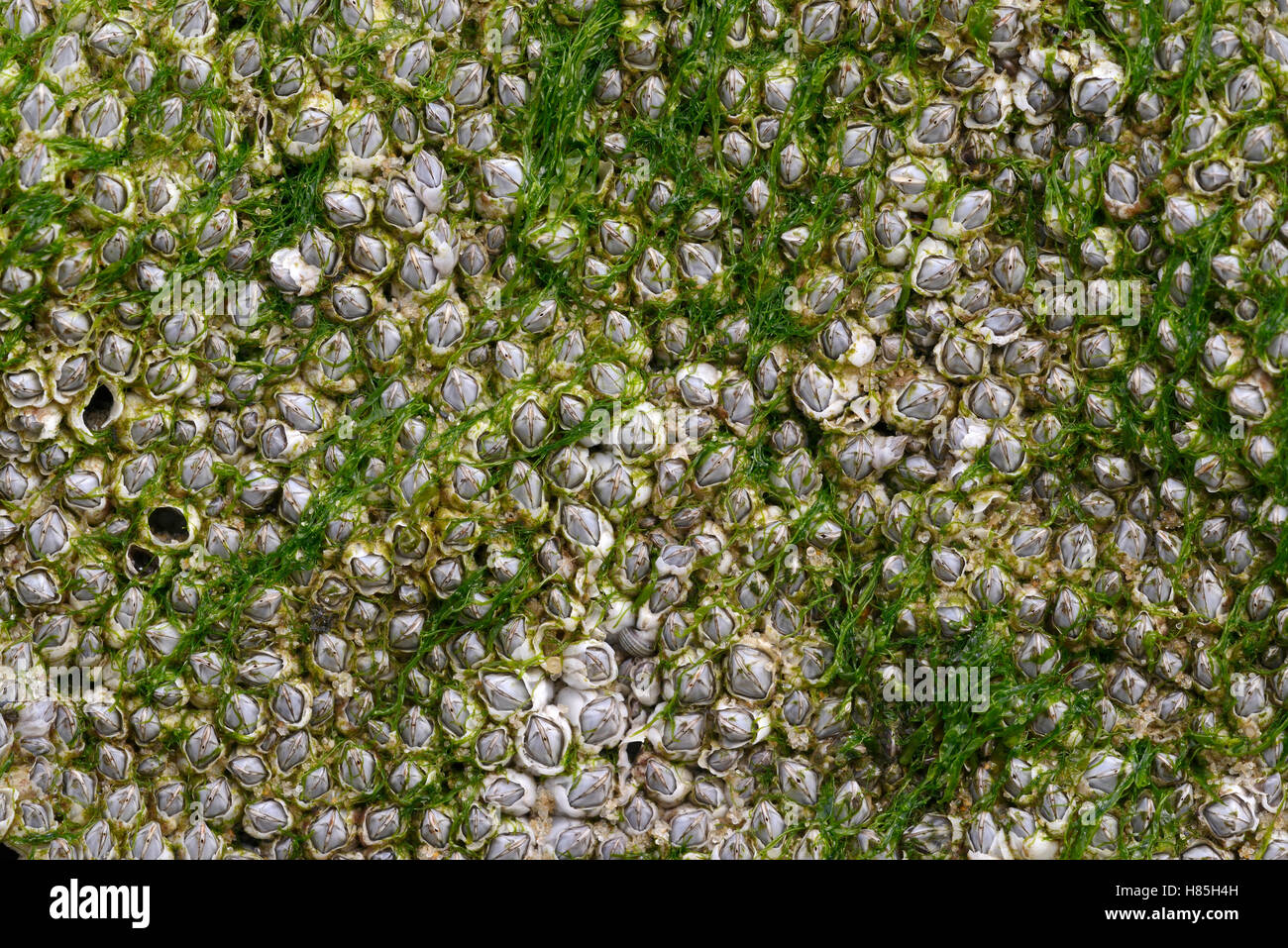 Sessile Barnacle (Semibalanus balanoides) group, Netherlands Stock ...