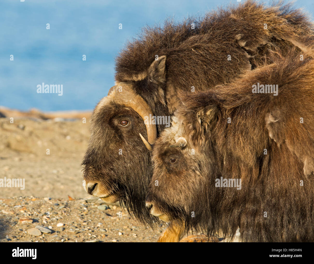 Muskox (Ovibos moschatus) mother and calf, North America Stock Photo ...