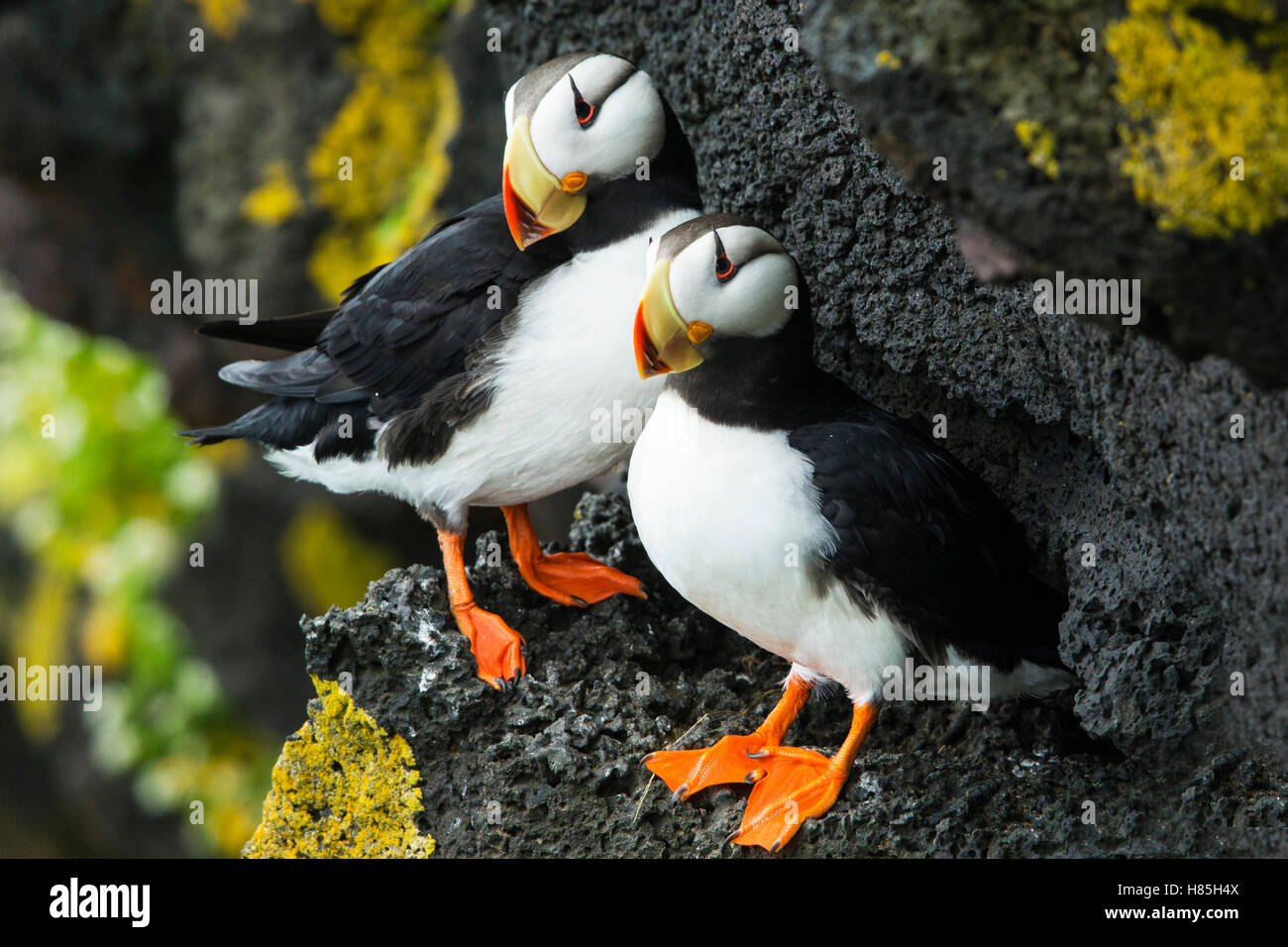 Horned Puffin (Fratercula corniculata) pair, North America Stock Photo ...