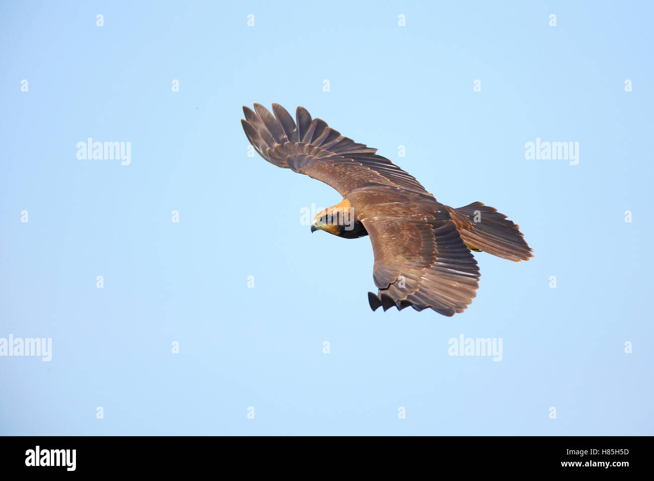 Western Marsh-Harrier (Circus aeruginosus) flying, Europe Stock Photo ...