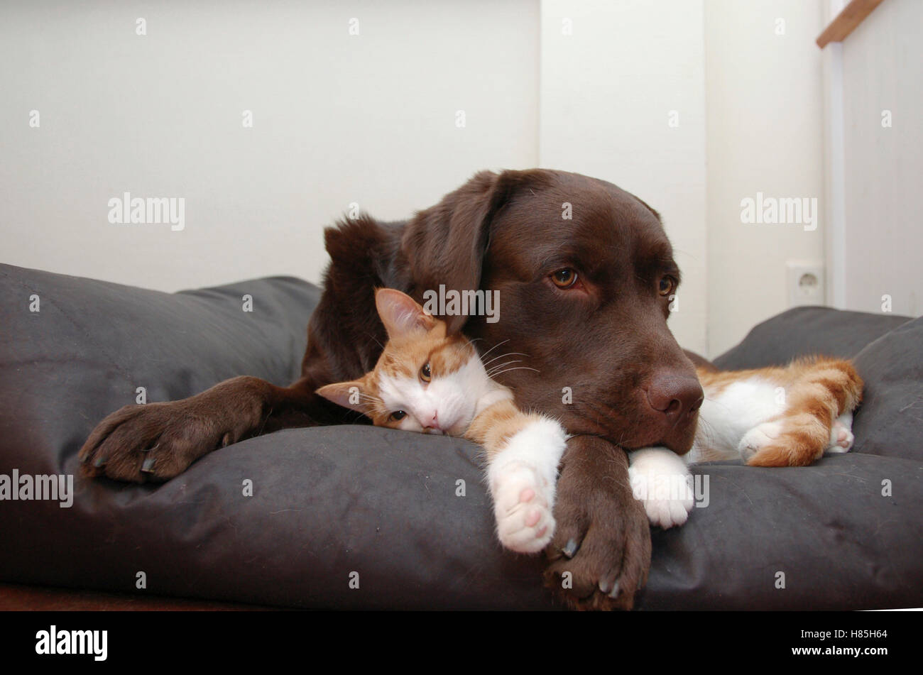 Domestic Dog (Canis familiaris) and Domestic Cat (Felis catus) friends ...