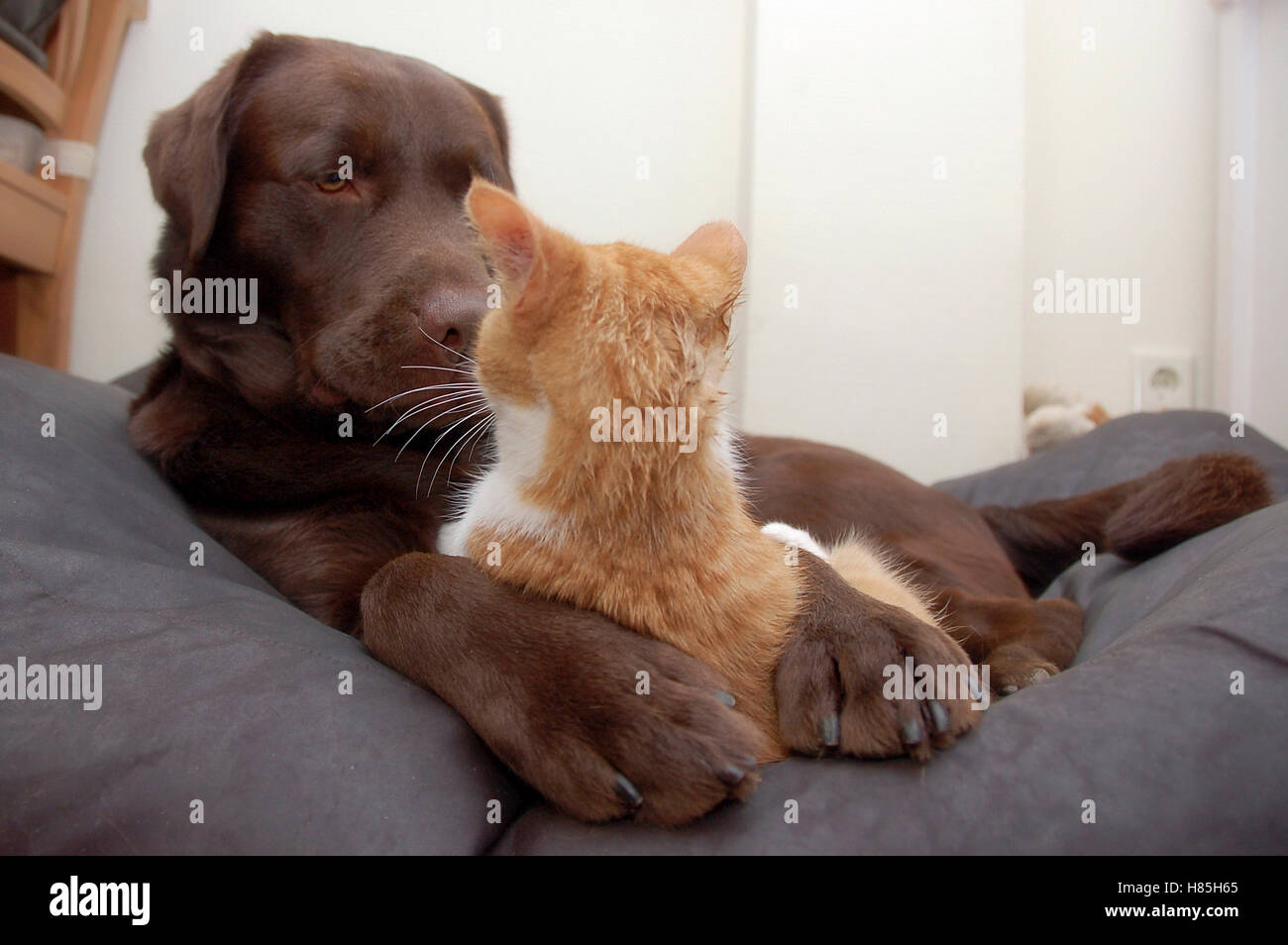 Domestic Dog (Canis familiaris) and Domestic Cat (Felis catus) friends ...