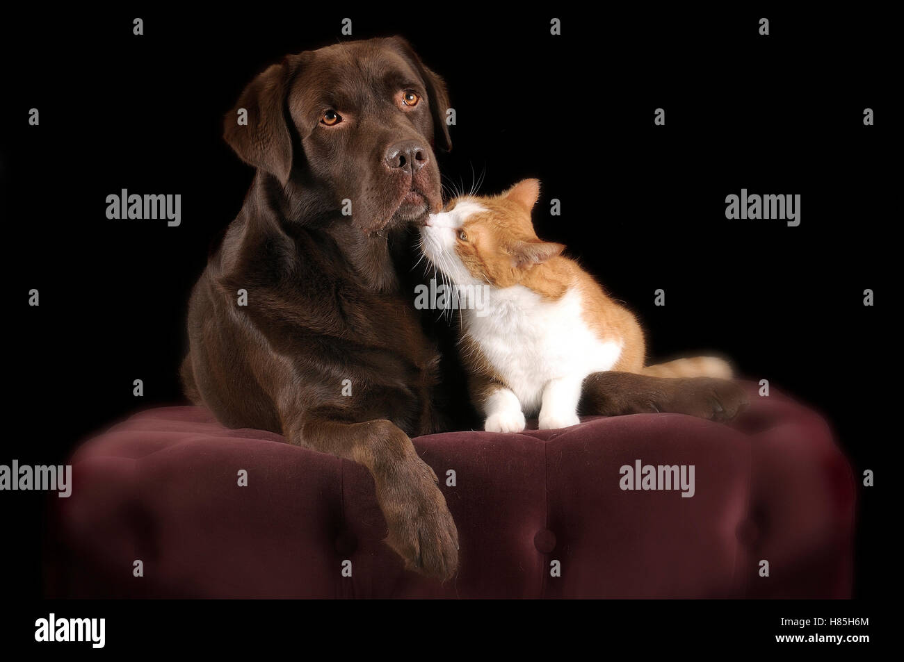 Domestic Dog (Canis familiaris) and Domestic Cat (Felis catus) friends ...