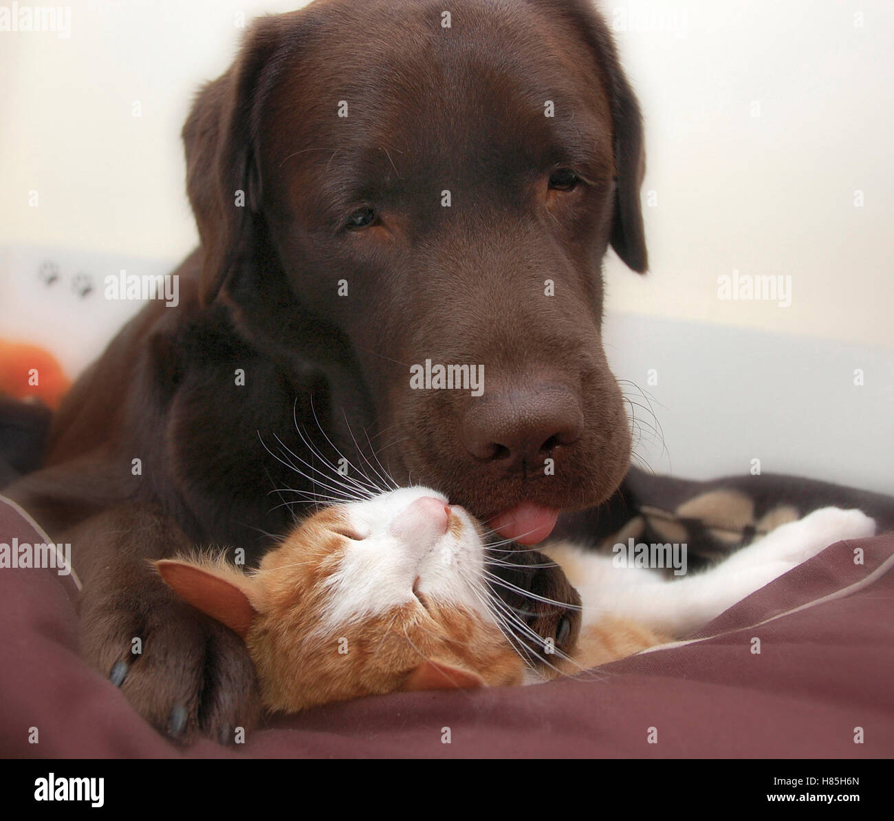 Domestic Dog (Canis familiaris) and Domestic Cat (Felis catus) friends ...
