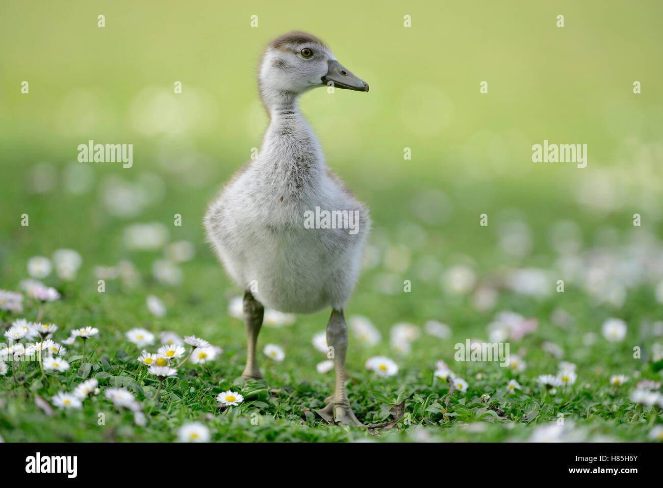 Egyptian Goose (Alopochen aegyptiacus) gosling, Netherlands Stock Photo ...