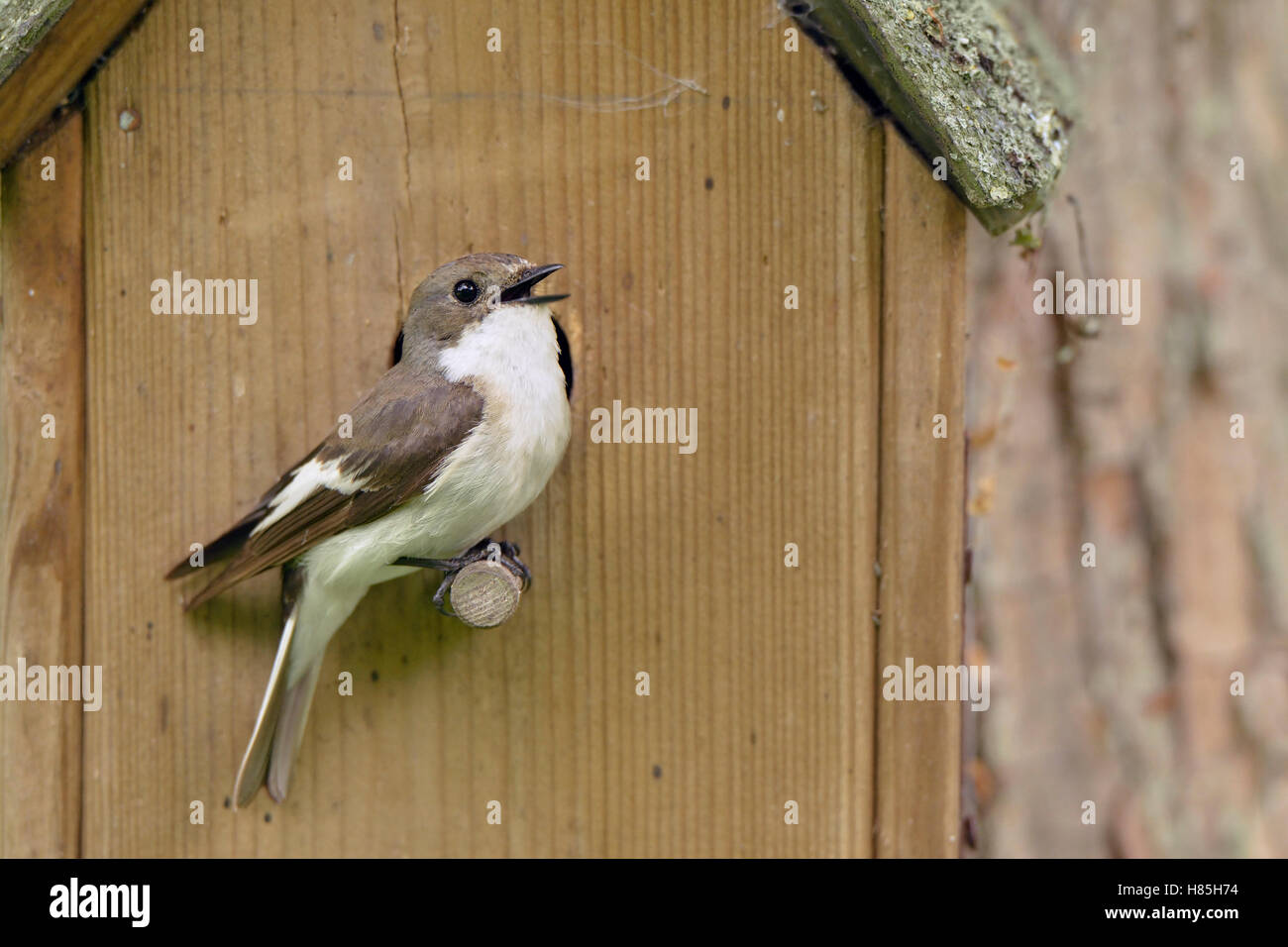European Pied Flycatcher (Ficedula hypoleuca) male calling at nest box ...