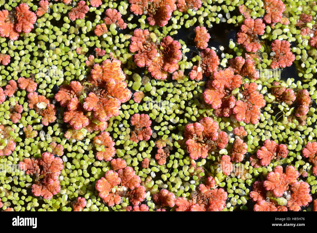 Pacific Azolla (Azolla filiculoides), Netherlands Stock Photo - Alamy