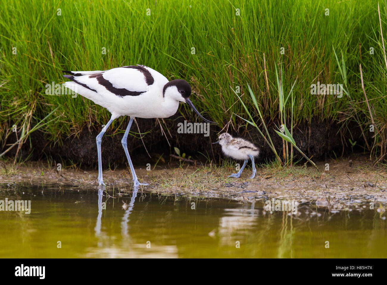 Pied Avocet (Recurvirostra avosetta) with chick, Netherlands Stock ...