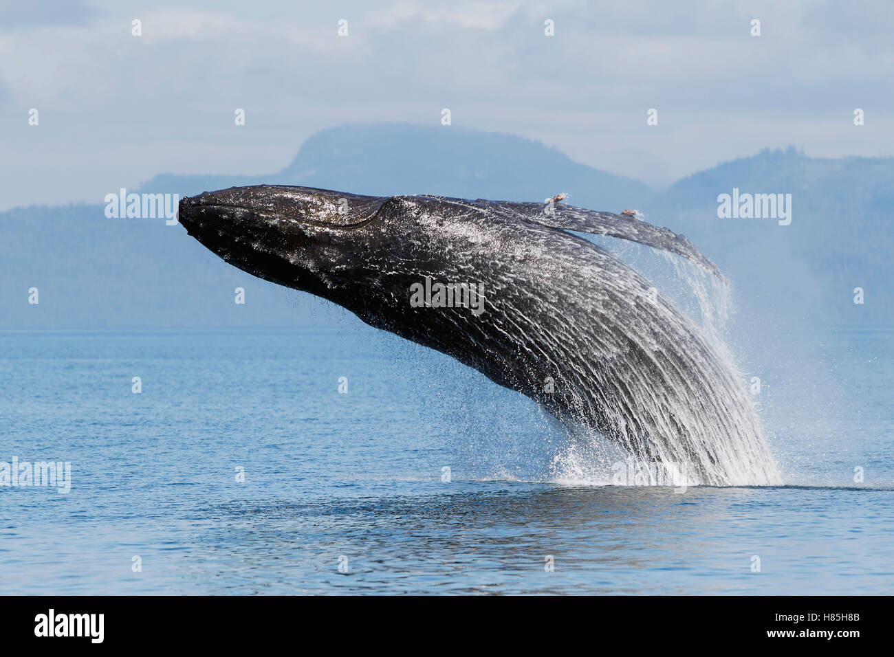 Humpback Whale (Megaptera novaeangliae) breaching, Queen Charlotte ...