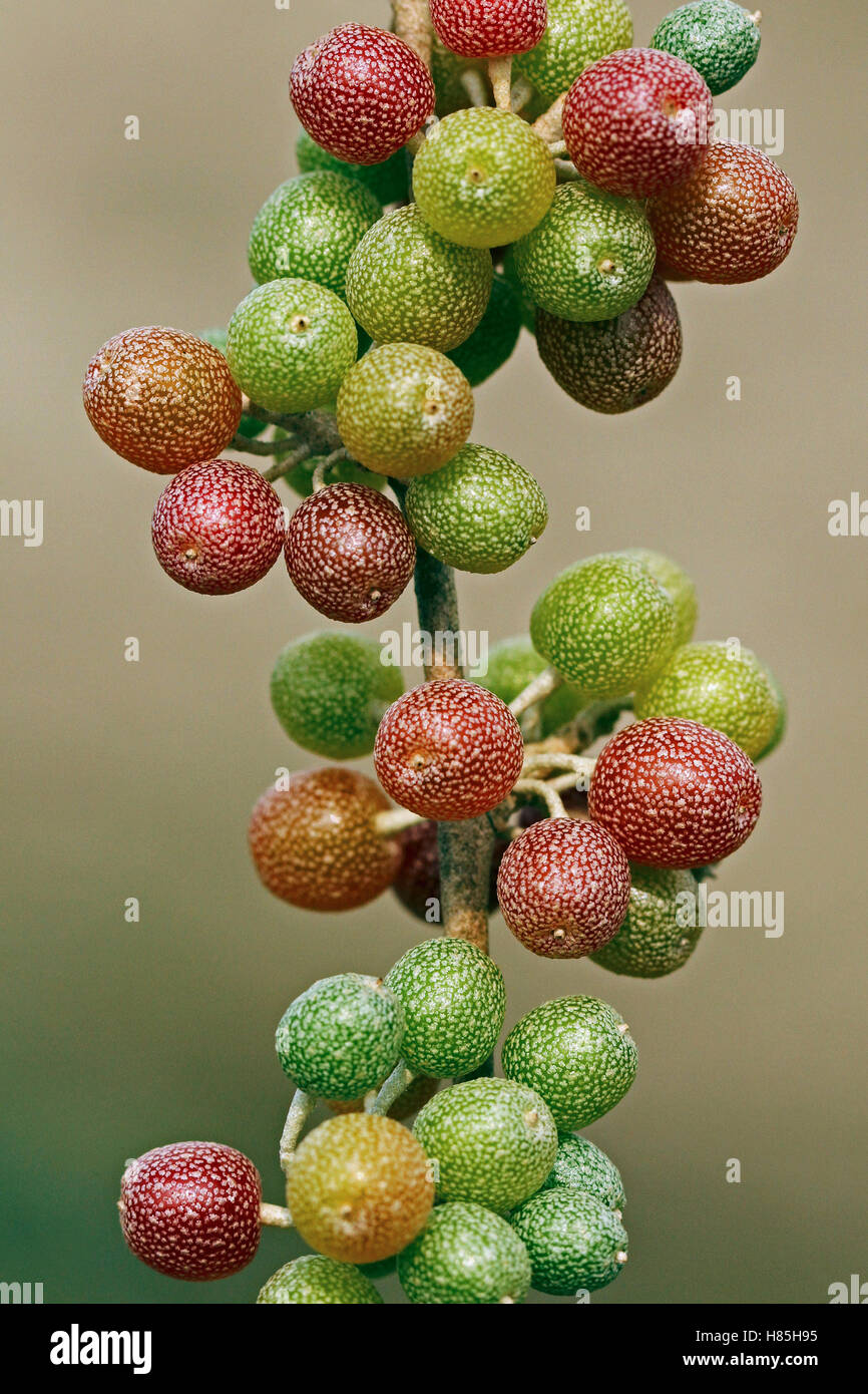 Goumi (Elaeagnus multiflora) berries, Netherlands Stock Photo - Alamy