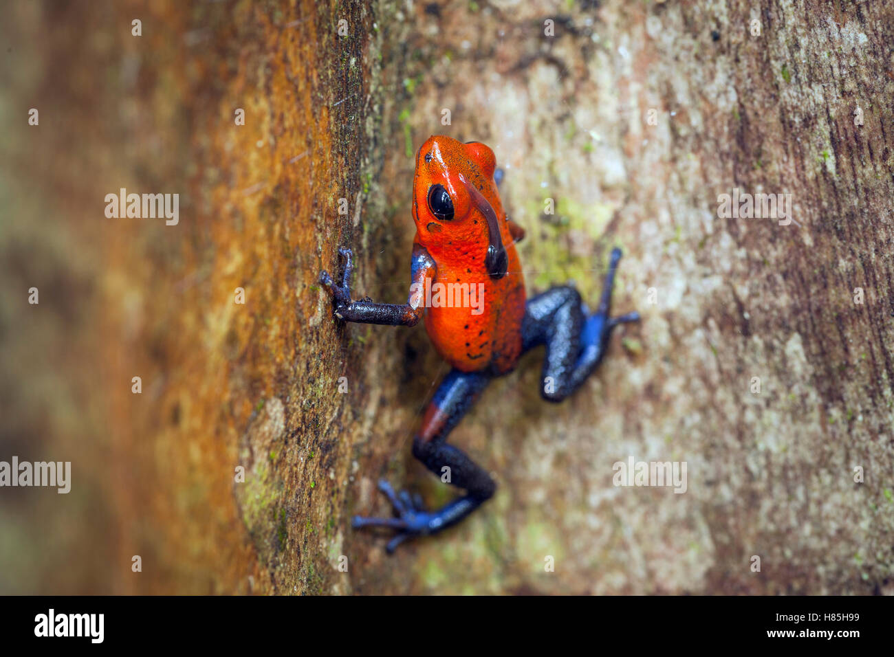 Strawberry Poison Dart Frog (Oophaga pumilio) parent carrying tadpole ...