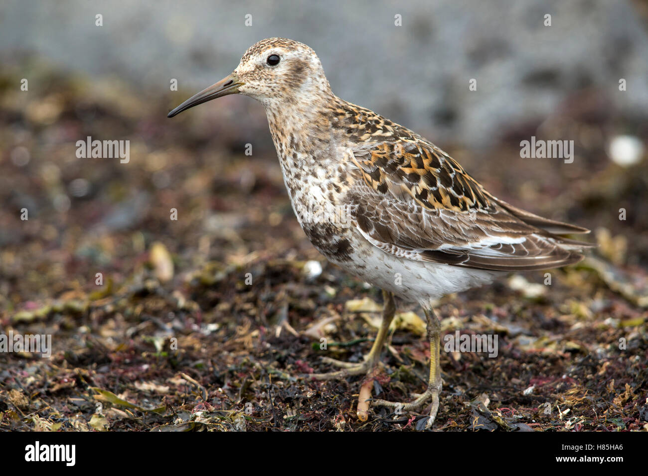 Rock Sandpiper (Calidris ptilocnemis) on beach, North America Stock ...