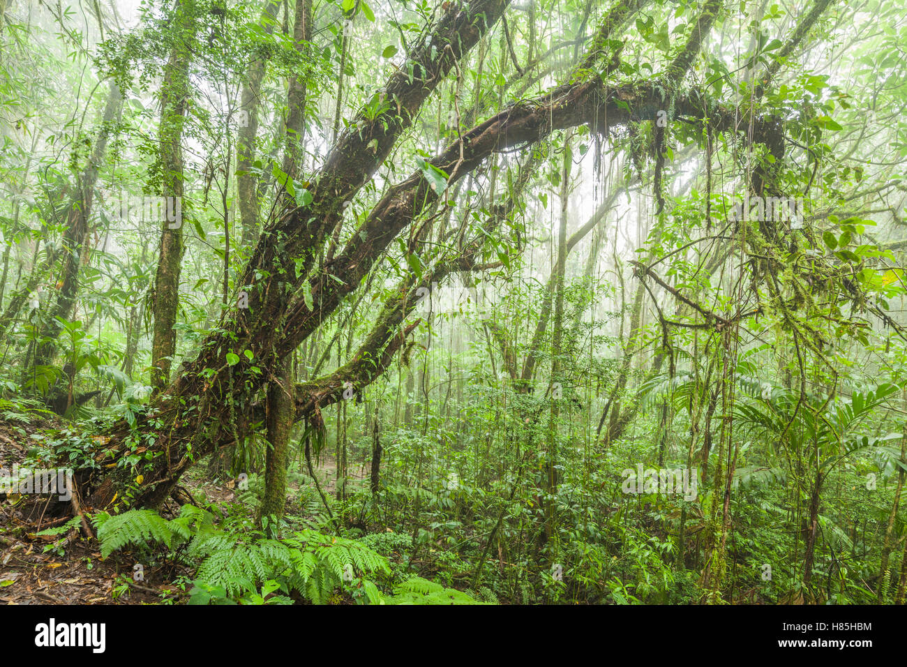 Cloud forest, Santa Elena Peninsula, Costa Rica Stock Photo - Alamy