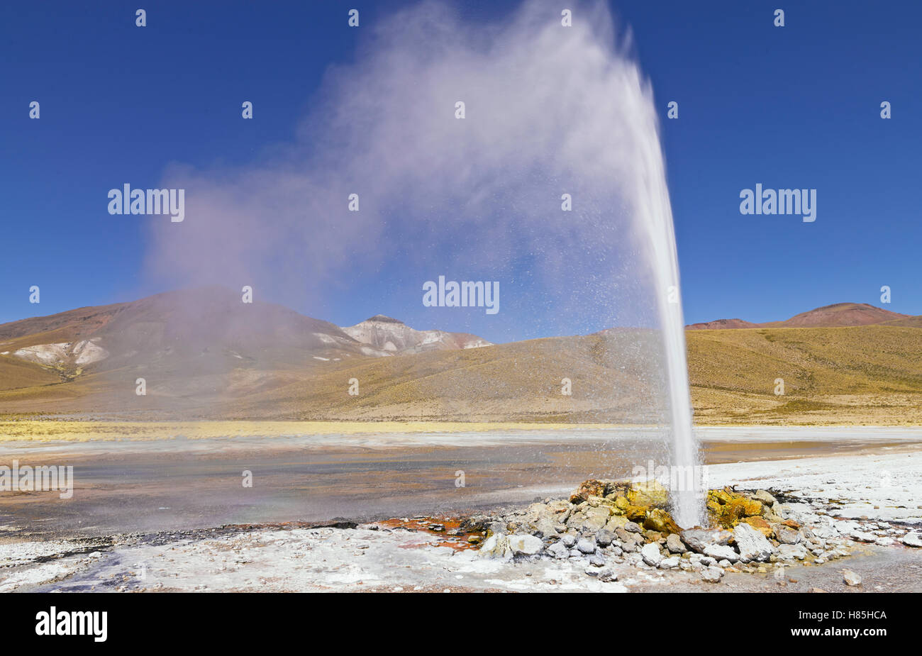 Geyser spouting in altiplano, Volcan Isluga National Park, Chile Stock ...