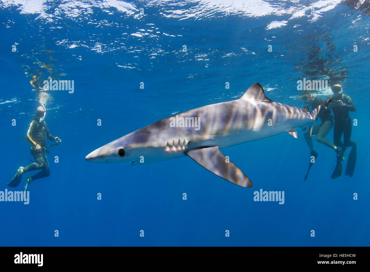 Blue Shark (Prionace glauca) with divers, North America Stock Photo - Alamy