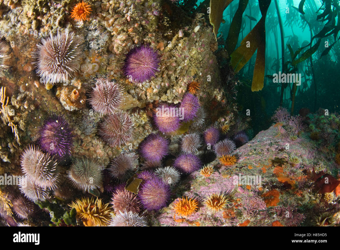 Purple Sea Urchin (Strongylocentrotus purpuratus) group and Crinoid ...