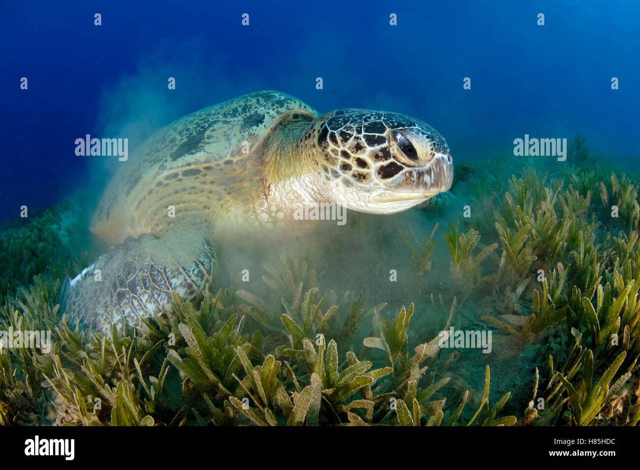 Green Sea Turtle (Chelonia mydas) in sea grass, Egypt Stock Photo - Alamy