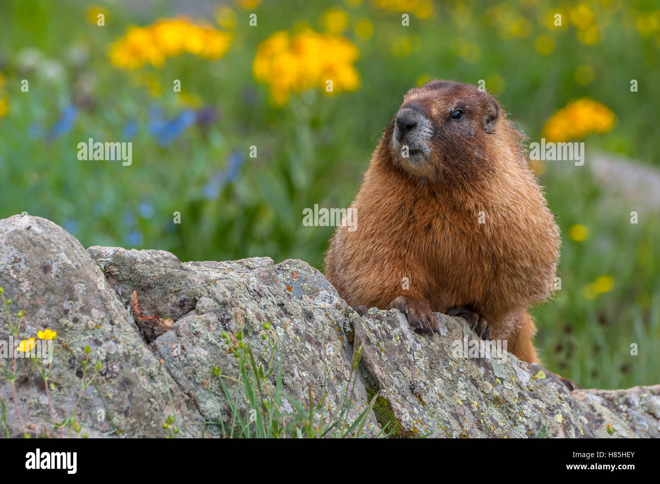 Yellow-bellied Marmot (Marmota flaviventris), American Basin, Colorado ...