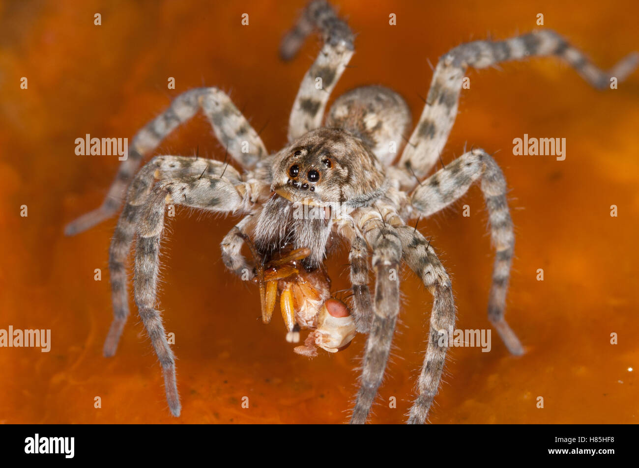 Wolf Spider (Lycosidae) with fly prey in hot spring, Yellowstone ...
