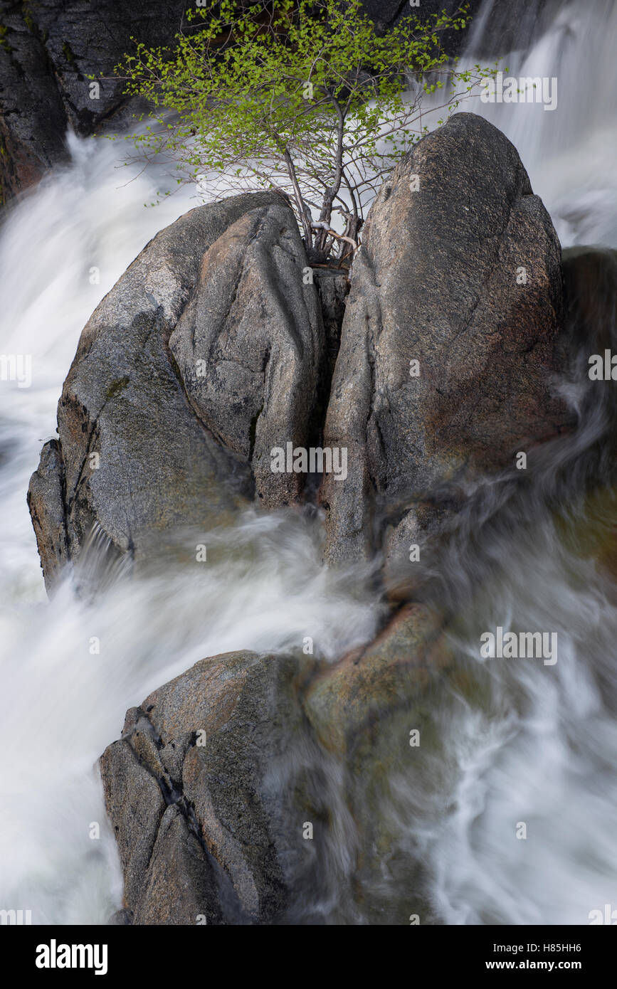 Rock in creek, Cascade Creek, Yosemite National Park, California Stock ...
